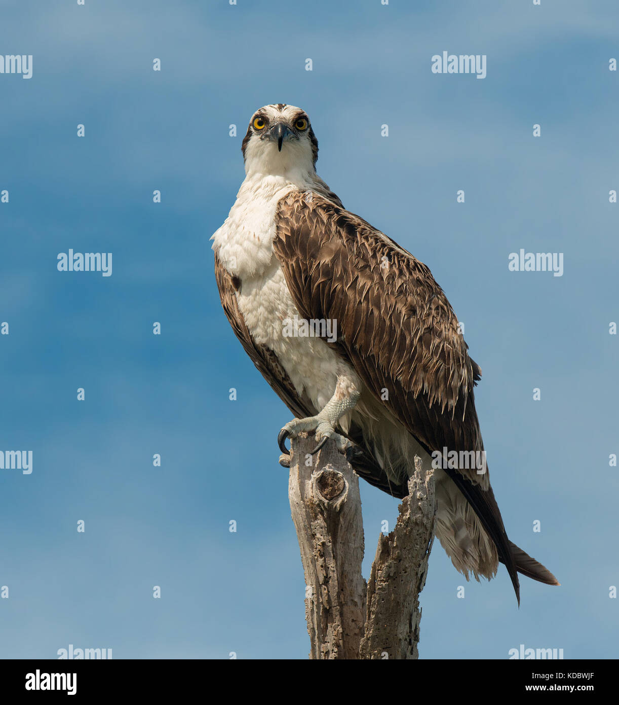 Osprey bird hi-res stock photography and images - Alamy