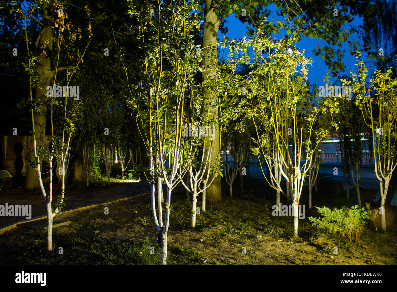 TREES AT NIGHT Stock Photo - Alamy