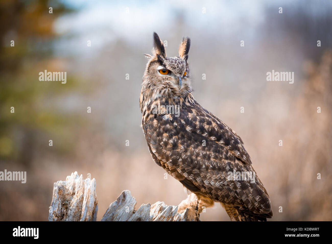Eurasian Eagle Owl Stock Photo - Alamy
