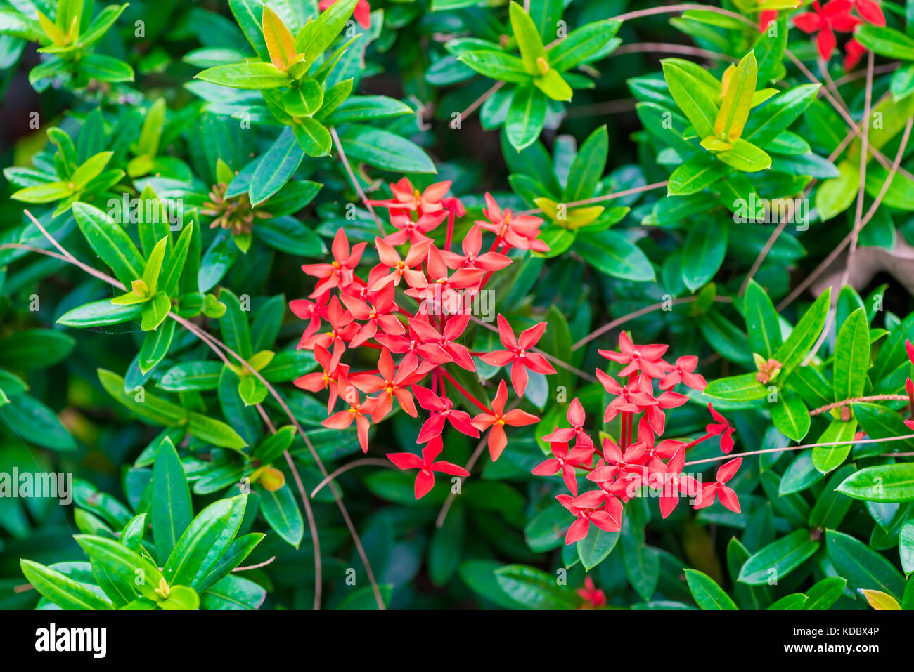 Tropical bush with beautiful little red flowers Stock Photo - Alamy