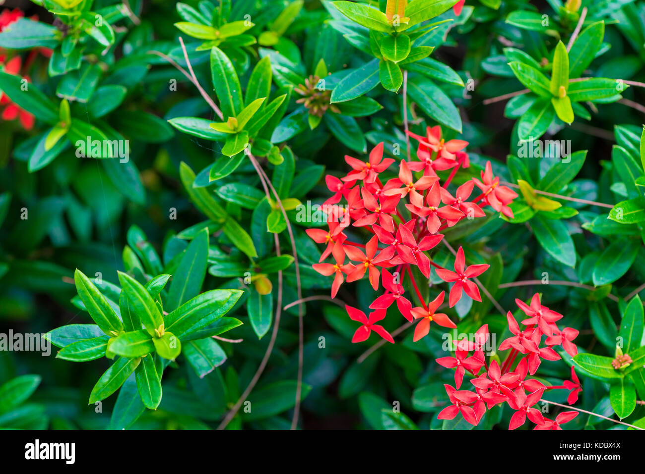 a bush with beautiful small tropical flowers of red color Stock Photo ...