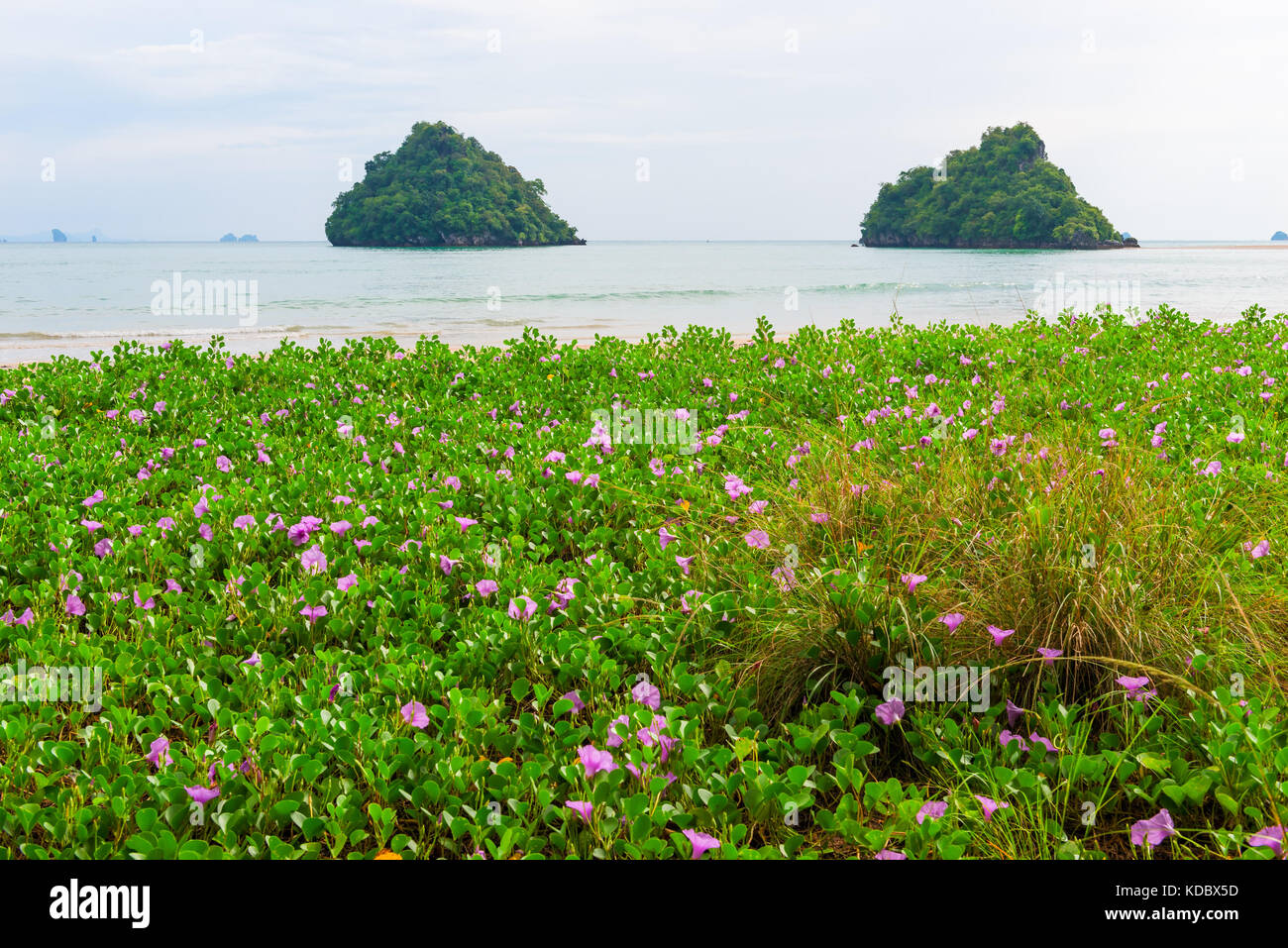 beautiful violet flowers on a sandy beach in the tropics, view of the ...