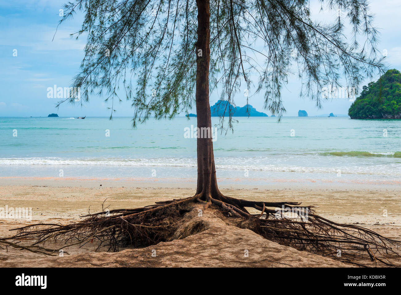 tree with branchy roots on a sandy beach in Thailand Stock Photo - Alamy