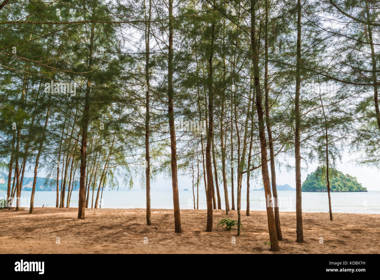 trees grow on a sandy beach in Thailand near the sea Stock Photo - Alamy