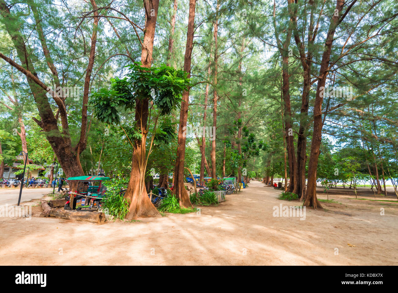 high tropical trees on the beach of the Andaman Sea in Thailand Stock ...