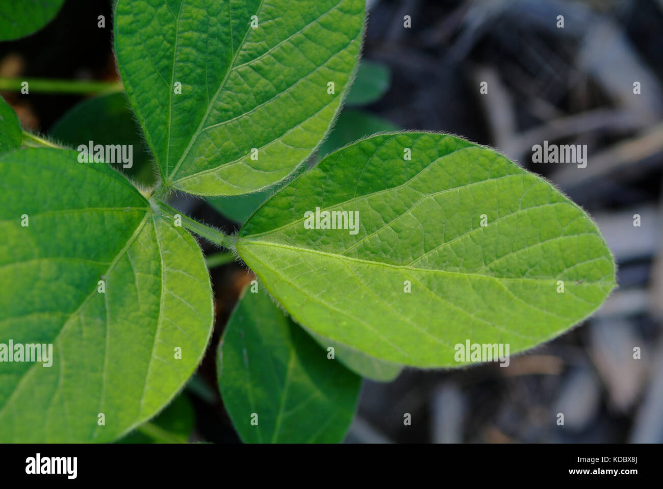 CLOSE UP VIEW OF GREEN SOYBEAN LEAVES Stock Photo - Alamy