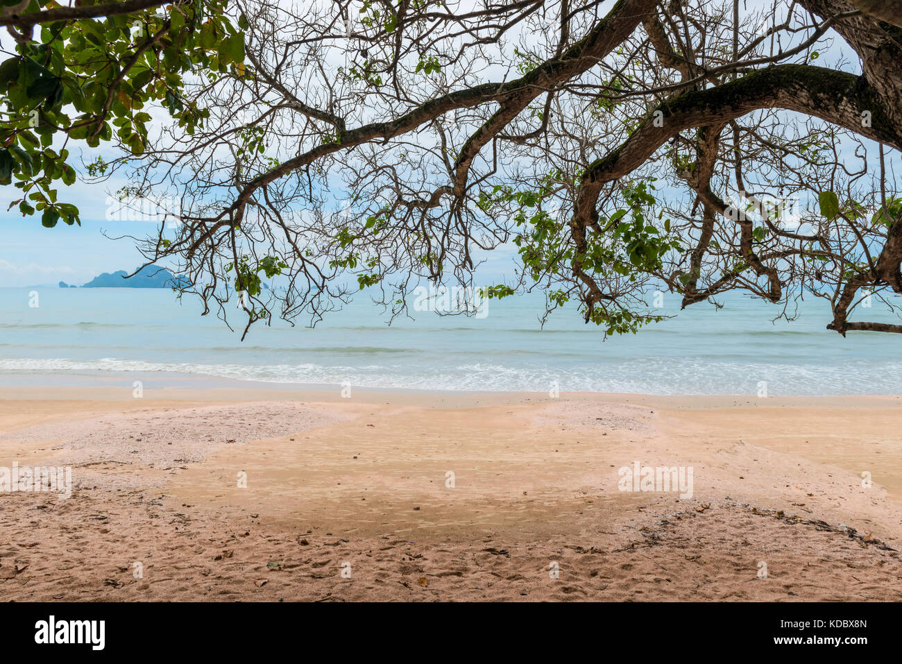 trees on a sandy beach in Thailand near the sea Stock Photo - Alamy