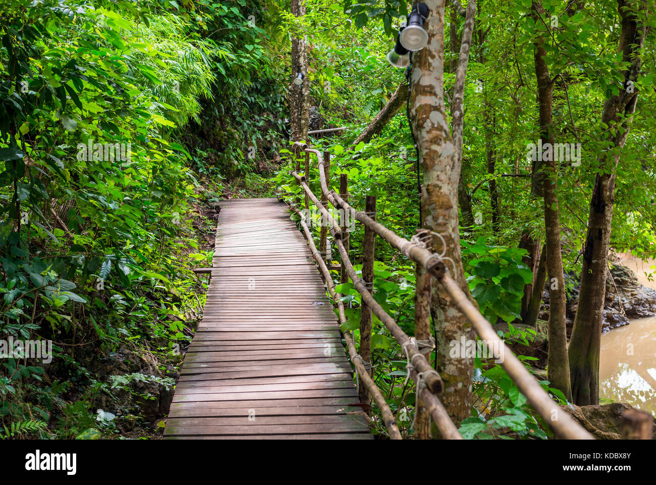 Asian forests hi-res stock photography and images - Alamy