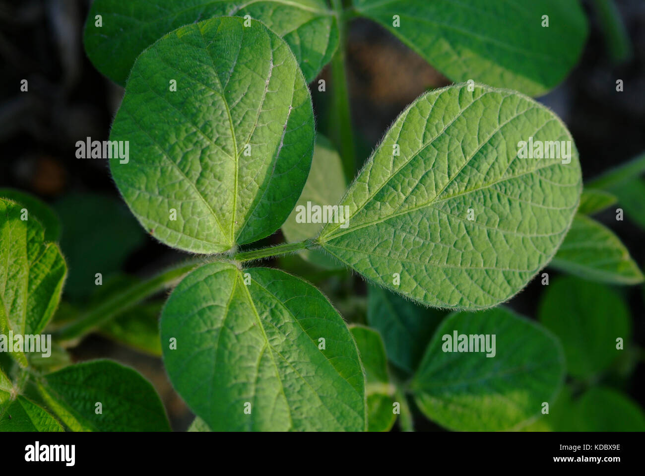 Soybean plants leaves close hi-res stock photography and images - Alamy