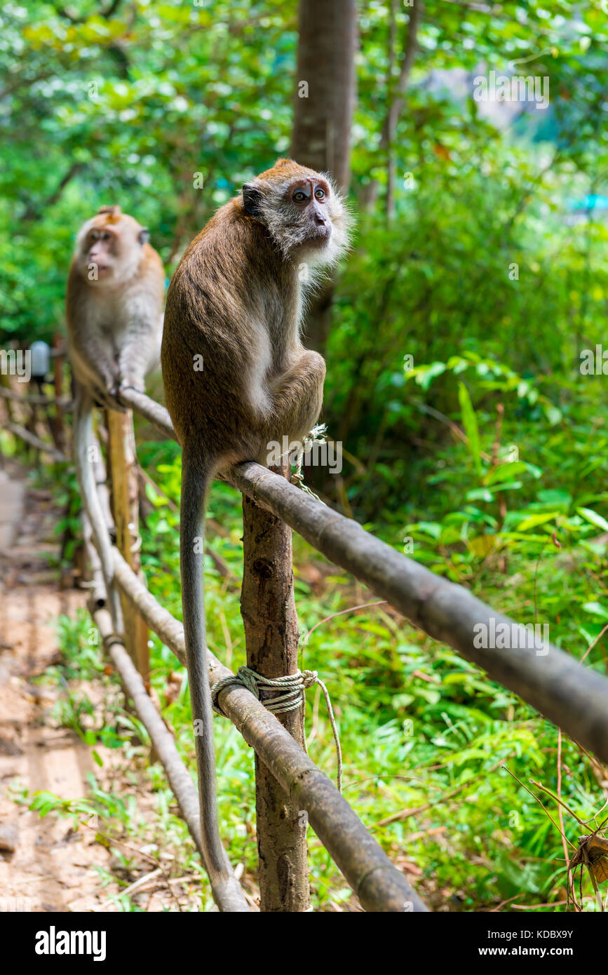 Two monkeys sitting on fence hi-res stock photography and images - Alamy