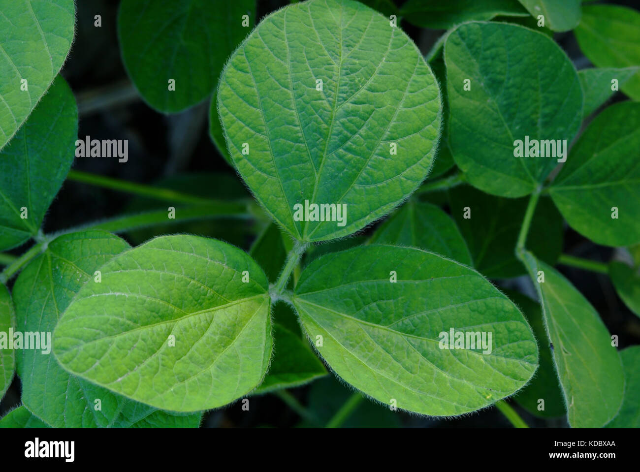 CLOSE UP VIEW OF GREEN SOYBEAN LEAVES Stock Photo - Alamy