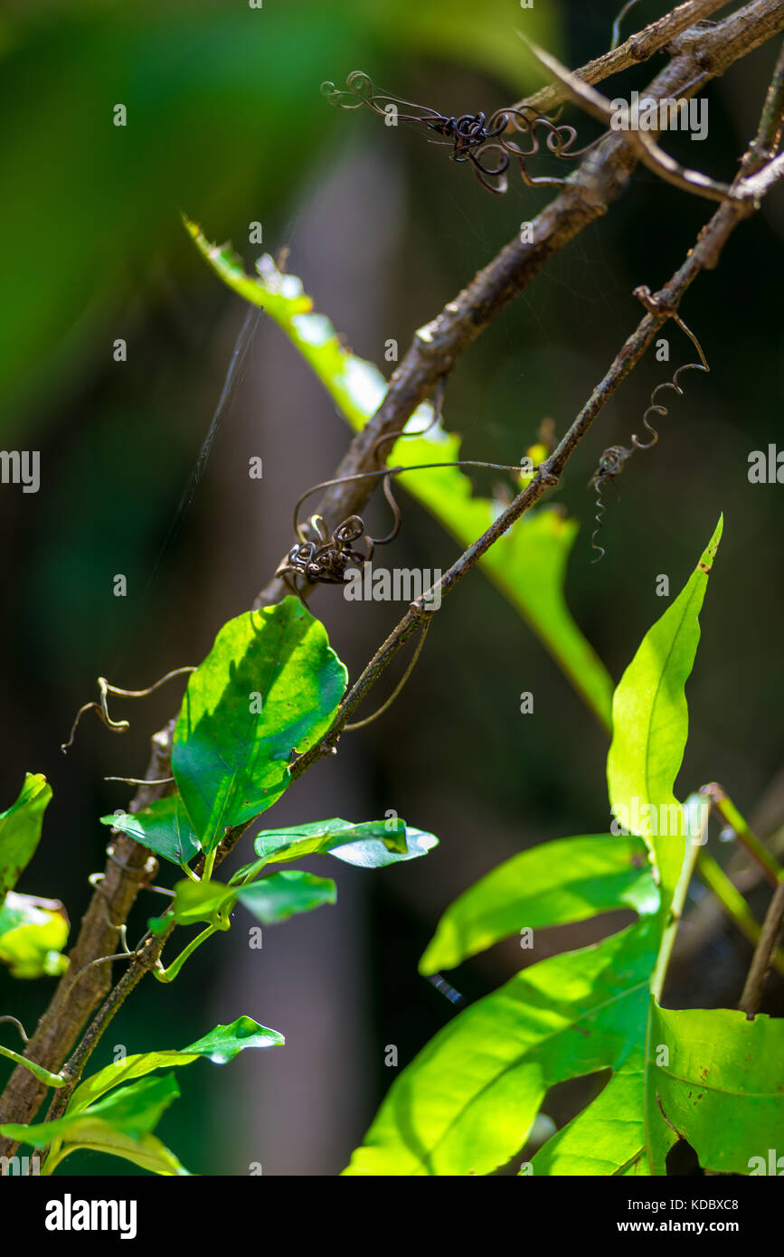 Vine wrapped around tree hi-res stock photography and images - Alamy