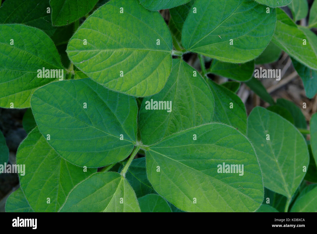 CLOSE UP VIEW OF GREEN SOYBEAN LEAVES Stock Photo - Alamy