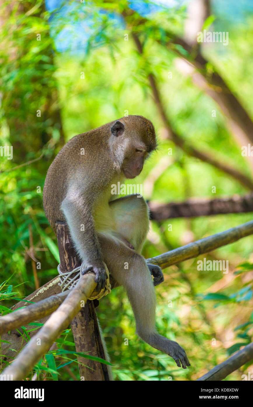 A sad lonely monkey sits on a fence in the shade of a tree Stock Photo ...