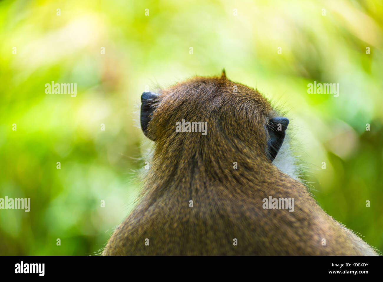portrait of a monkey turned away from a camera in nature Stock Photo ...