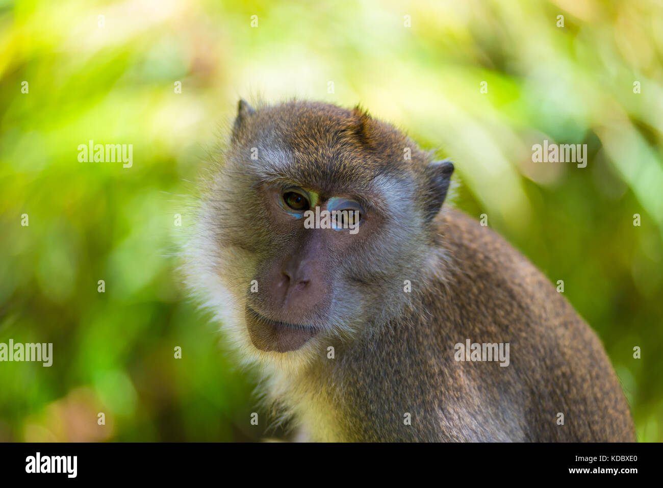 upset monkey face expression in the wild Stock Photo - Alamy