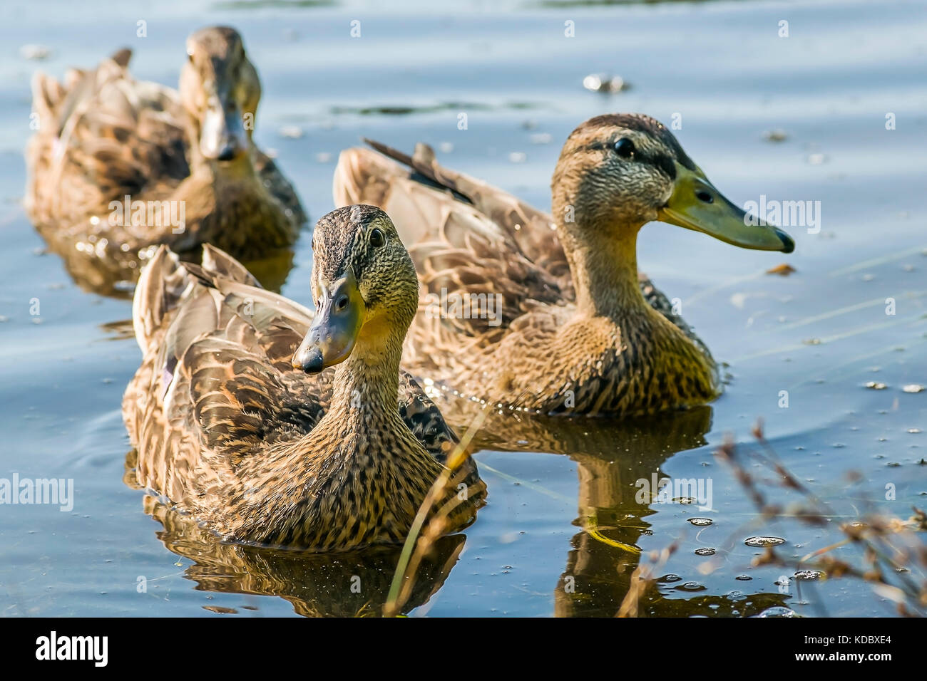 Female Mallard Duck taken at Carson Park in Eau Claire, Wisconsin Stock ...