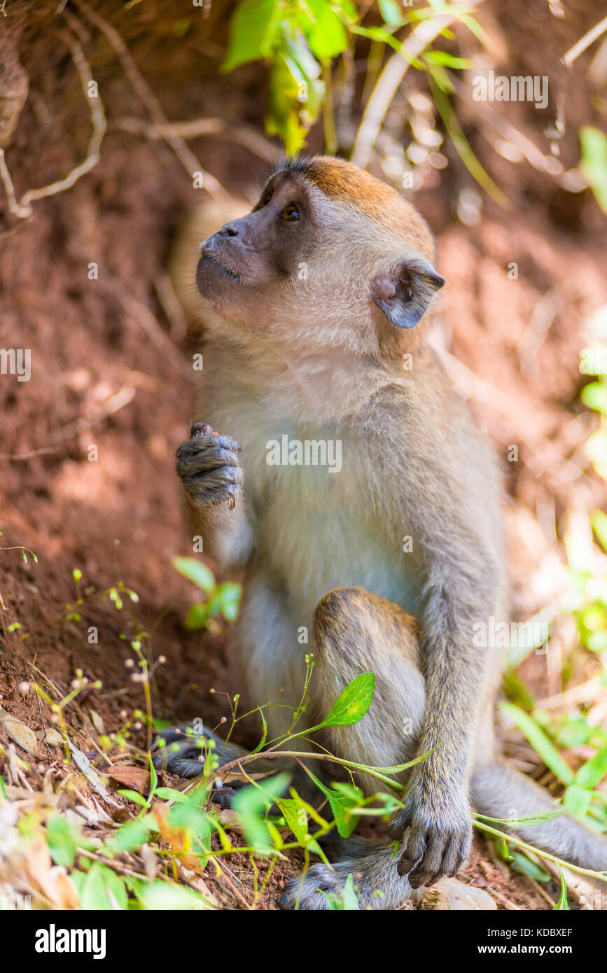 young monkey near the tree looking up Stock Photo - Alamy