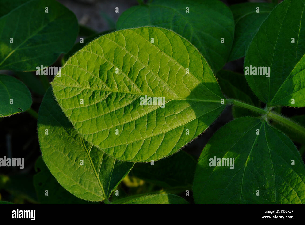 CLOSE UP VIEW OF GREEN SOYBEAN LEAVES Stock Photo - Alamy