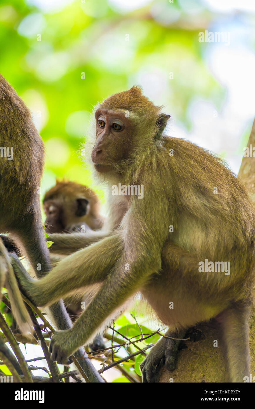 several monkeys in the tropical fox in Asia close up Stock Photo - Alamy