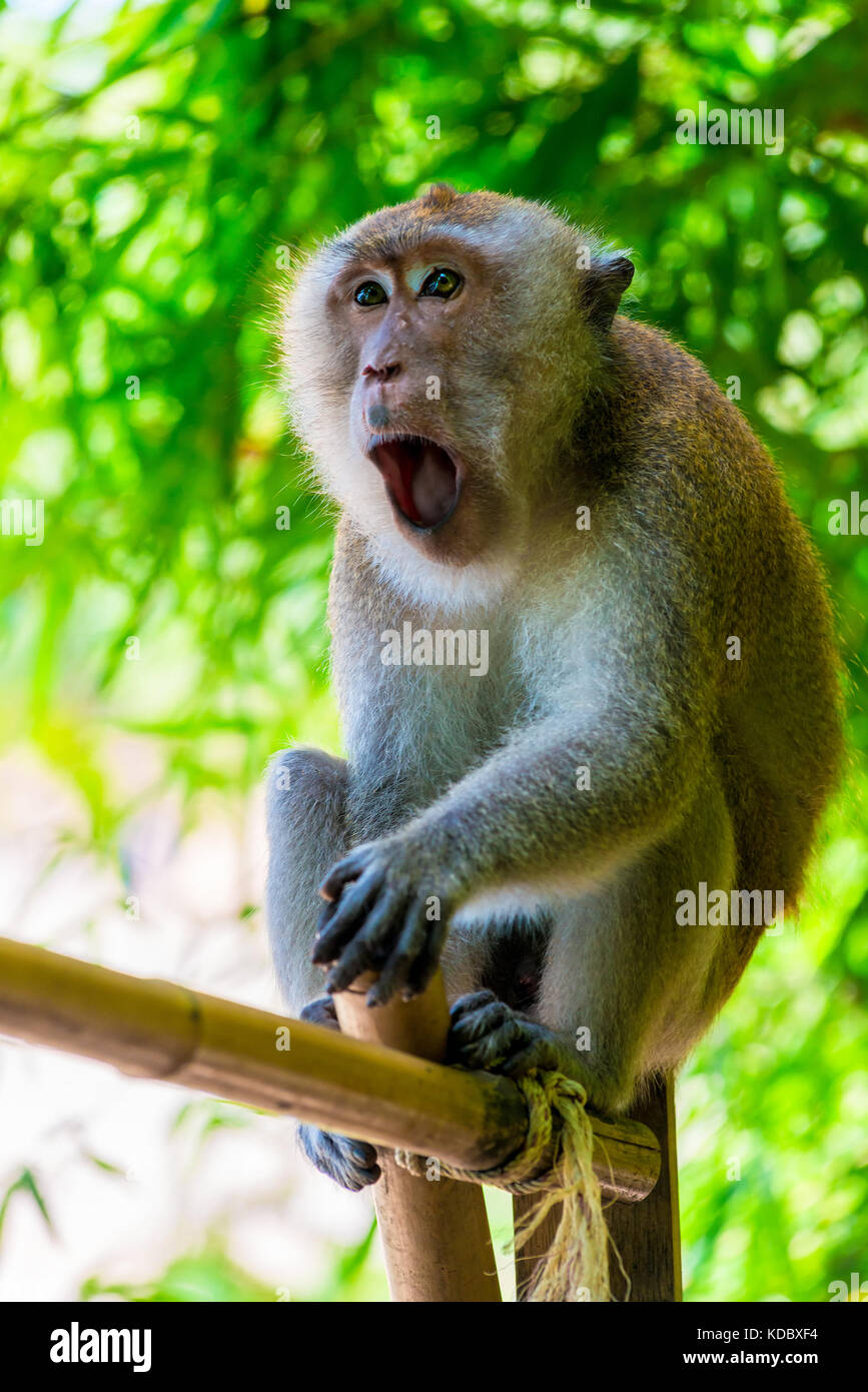 excited screaming monkey in the wildlife close-up Stock Photo - Alamy