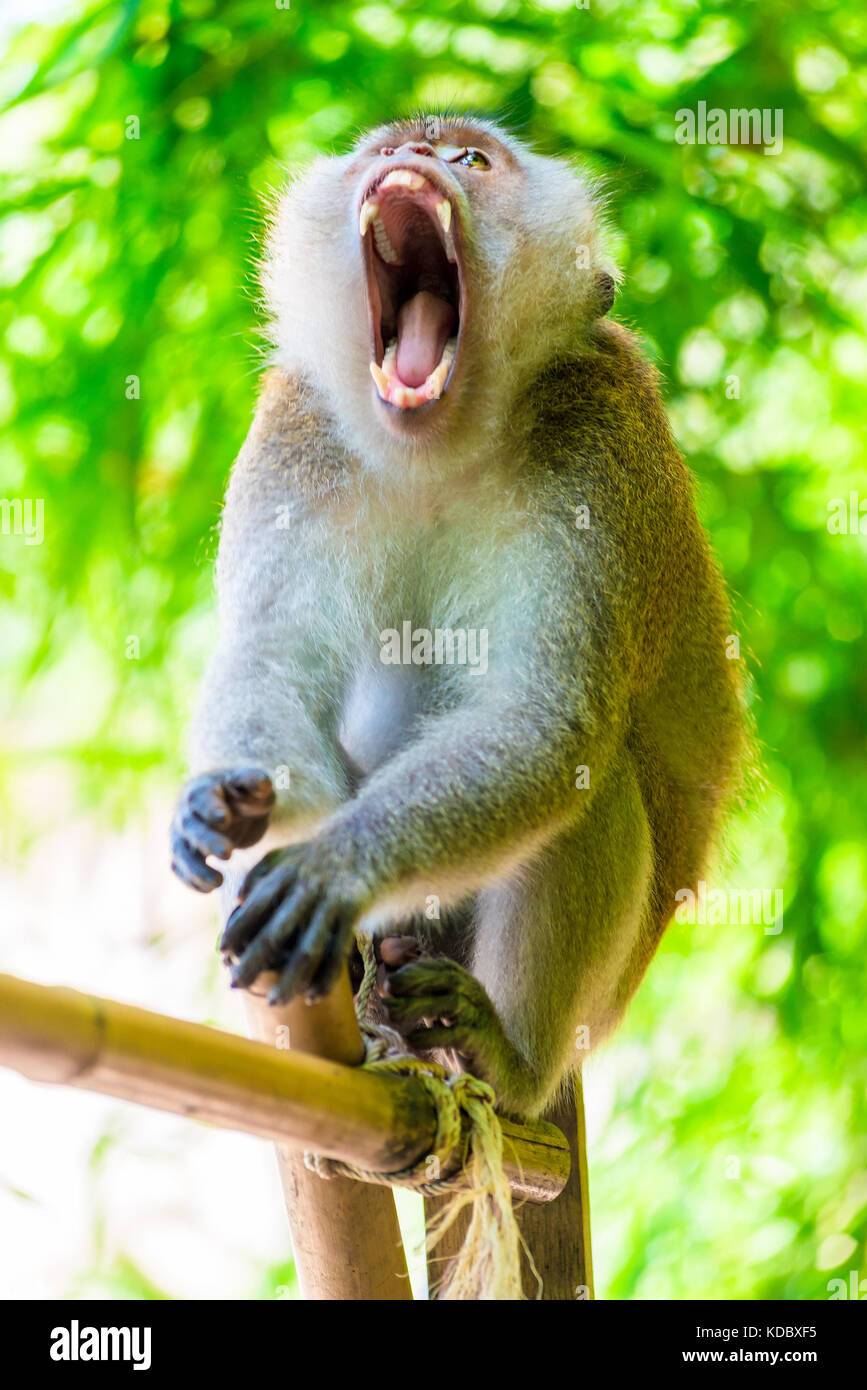 fluffy monkey in the jungle with open mouth and sharp teeth close-up ...