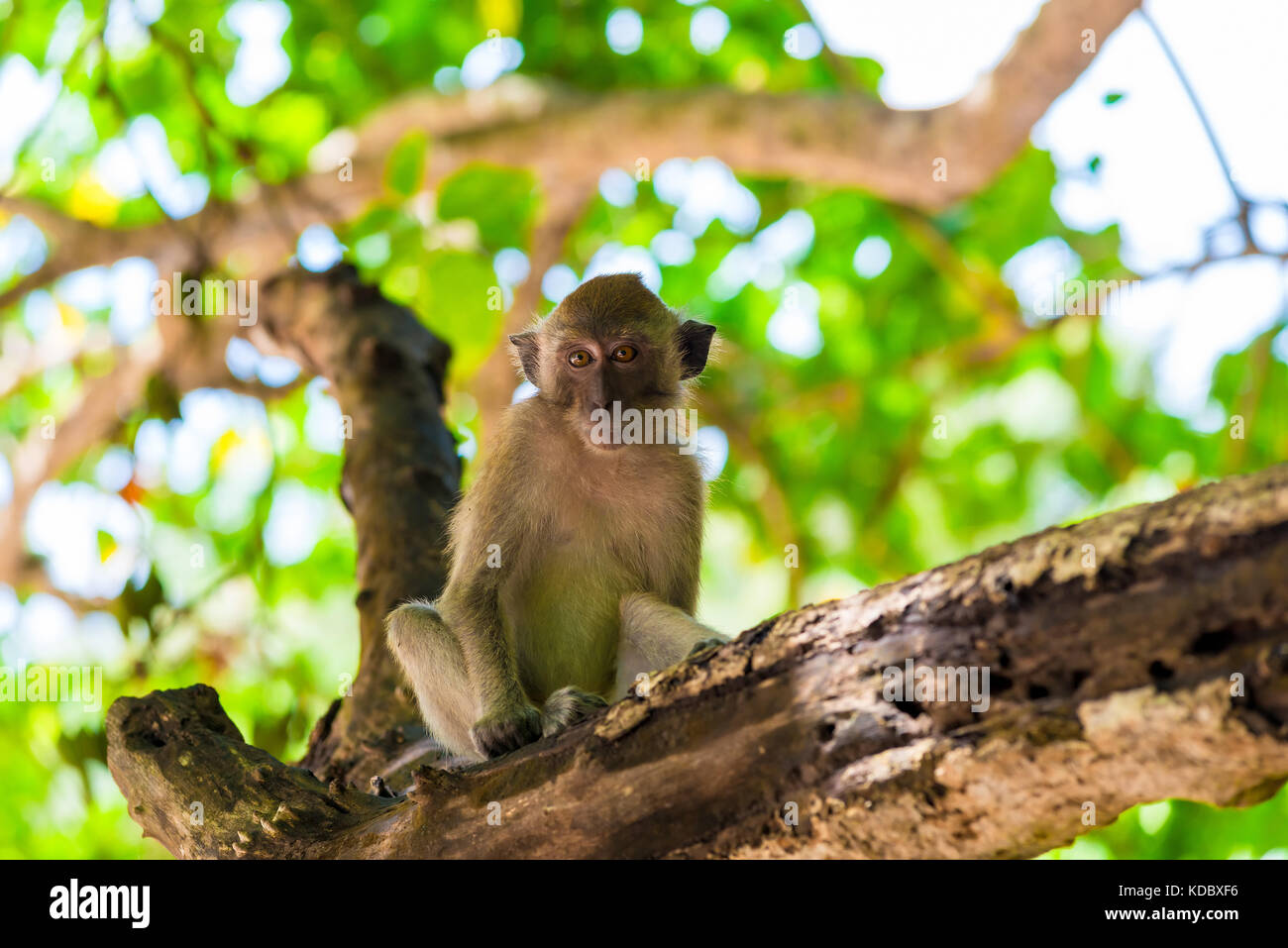 Monkey sits on tree looks hi-res stock photography and images - Alamy