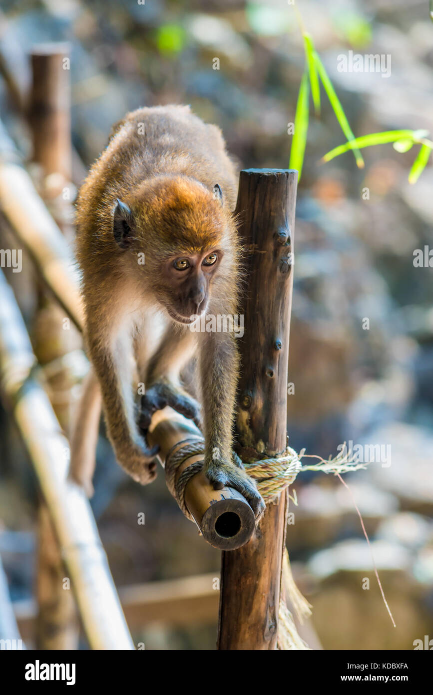 brown small monkey goes by fence in Asia Stock Photo - Alamy