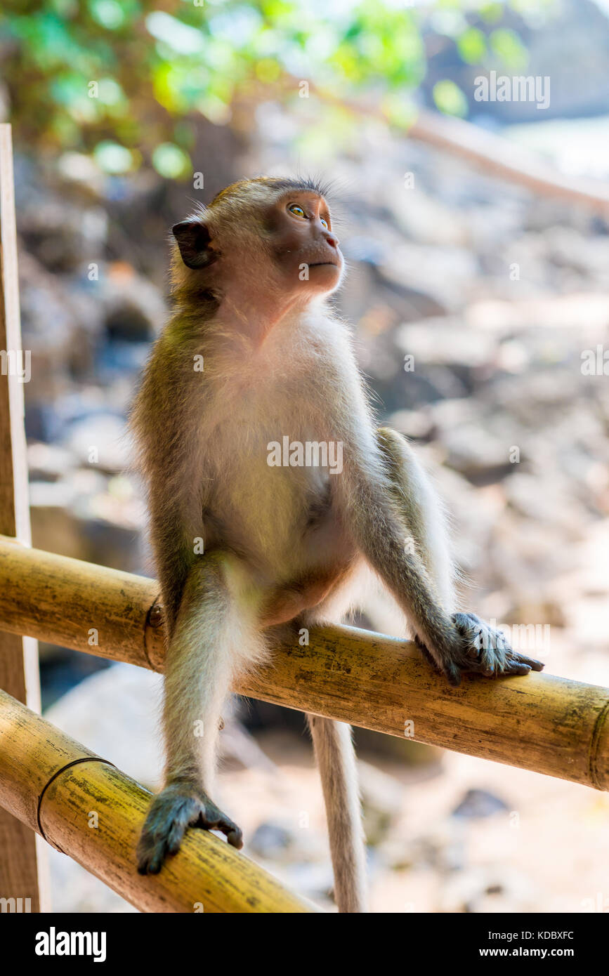 Relaxing monkey hi-res stock photography and images - Alamy