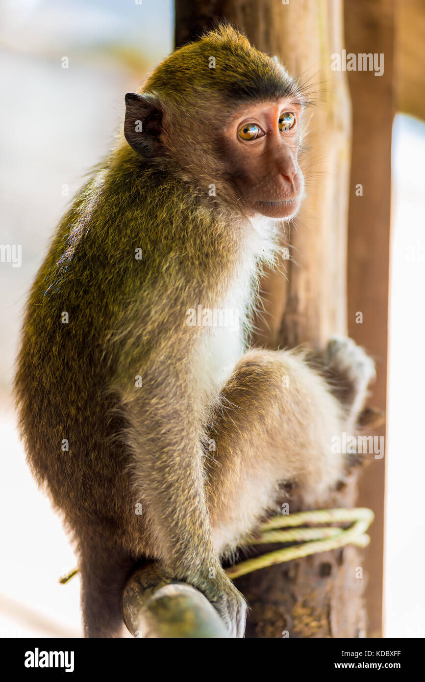 shy beautiful little monkey on the fence resting Stock Photo - Alamy
