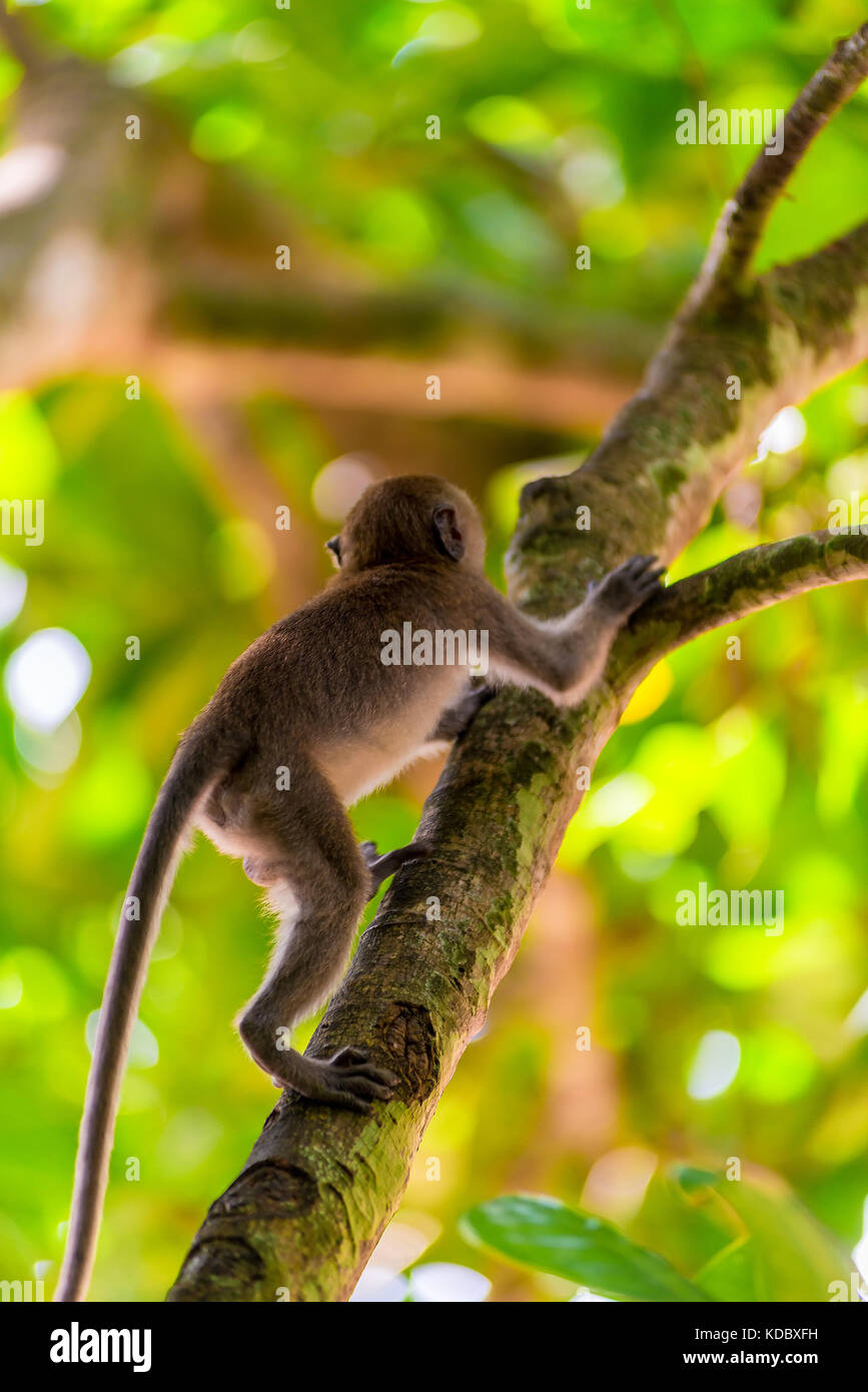 active little baby monkey climbs a tall tree Stock Photo - Alamy