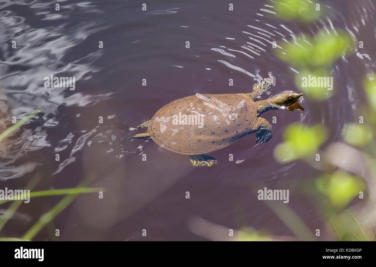 Swimming Spiny Softshell turtle Stock Photo - Alamy