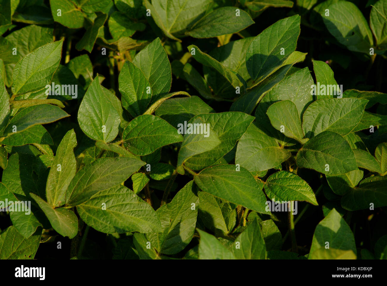 CLOSE UP VIEW OF GREEN SOYBEAN LEAVES Stock Photo - Alamy