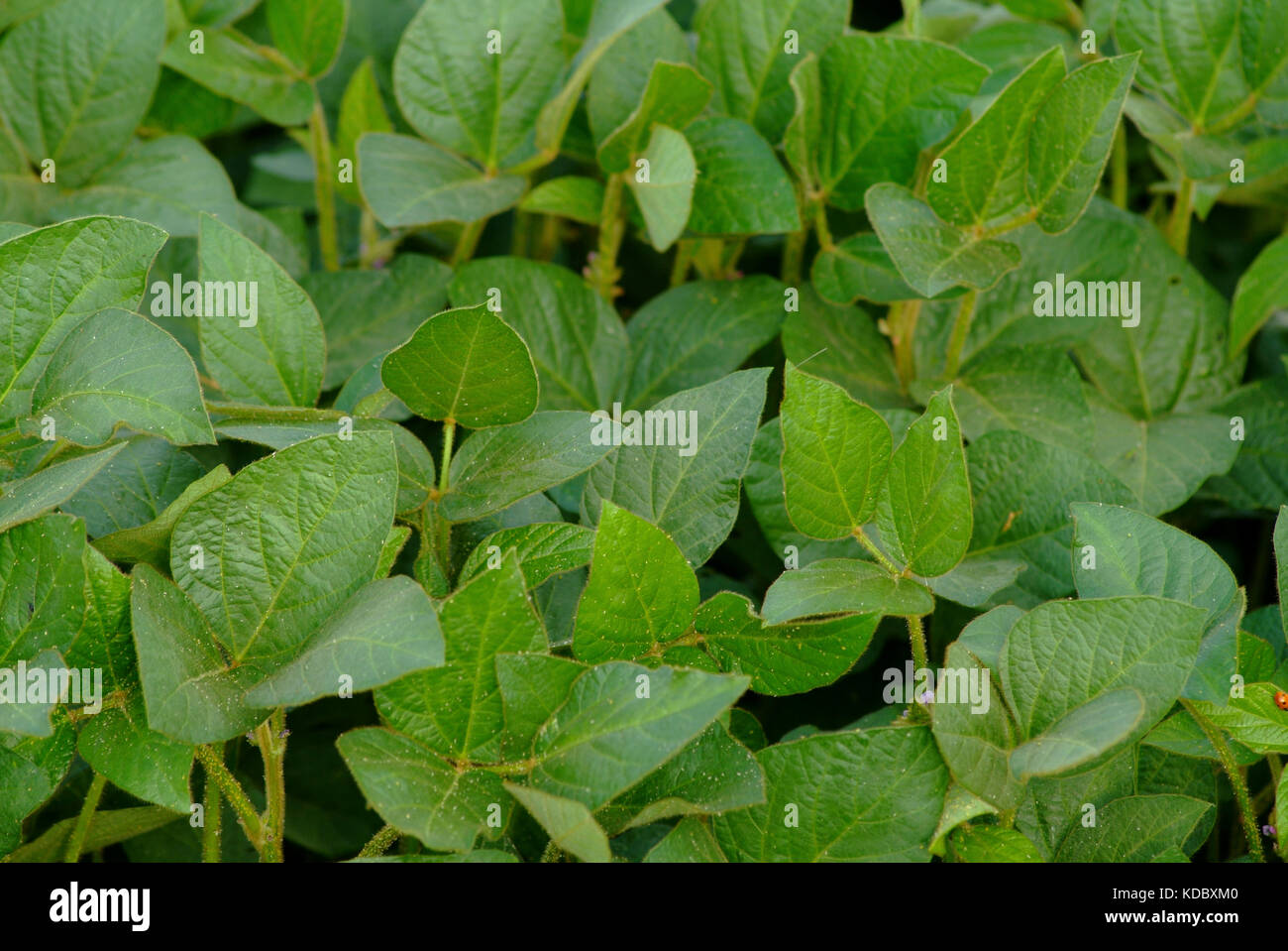 CLOSE UP VIEW OF GREEN SOYBEAN LEAVES Stock Photo - Alamy