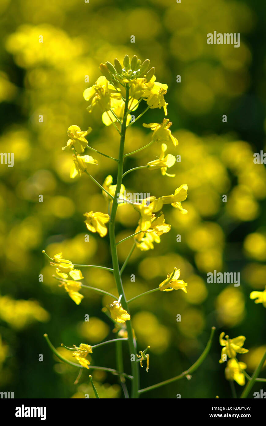 CLOSE UP SHOT OF CANOLA PLANT FLOWERING Stock Photo - Alamy