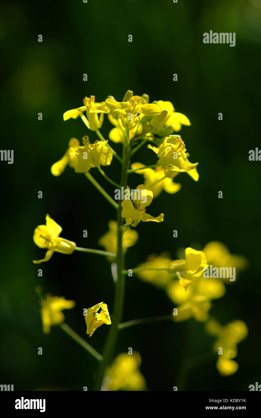 CLOSE UP SHOT OF CANOLA PLANT FLOWERING Stock Photo - Alamy