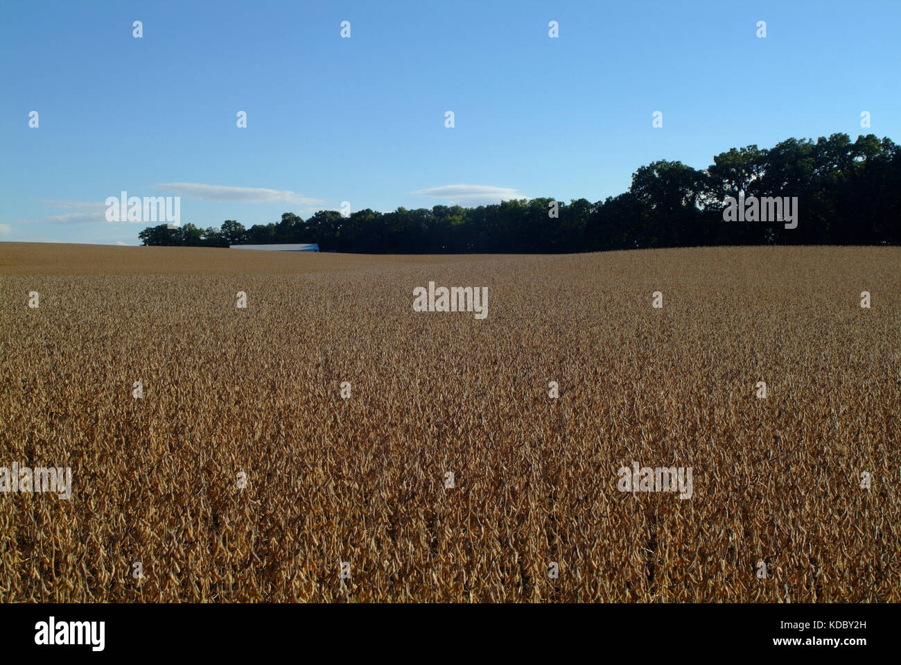 FIELD OF HARVEST READY SOYBEANS, IOWA Stock Photo - Alamy