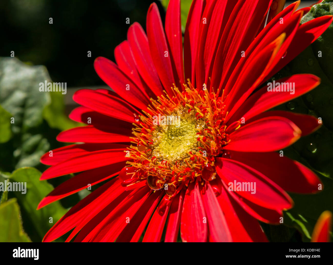 Red Gerber Daisy with water droplets Stock Photo - Alamy