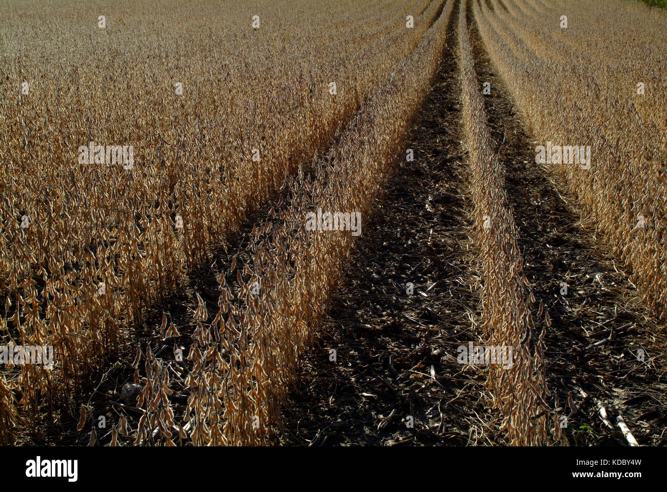FIELD ROWS OF HARVEST READY SOYBEANS, IOWA Stock Photo - Alamy