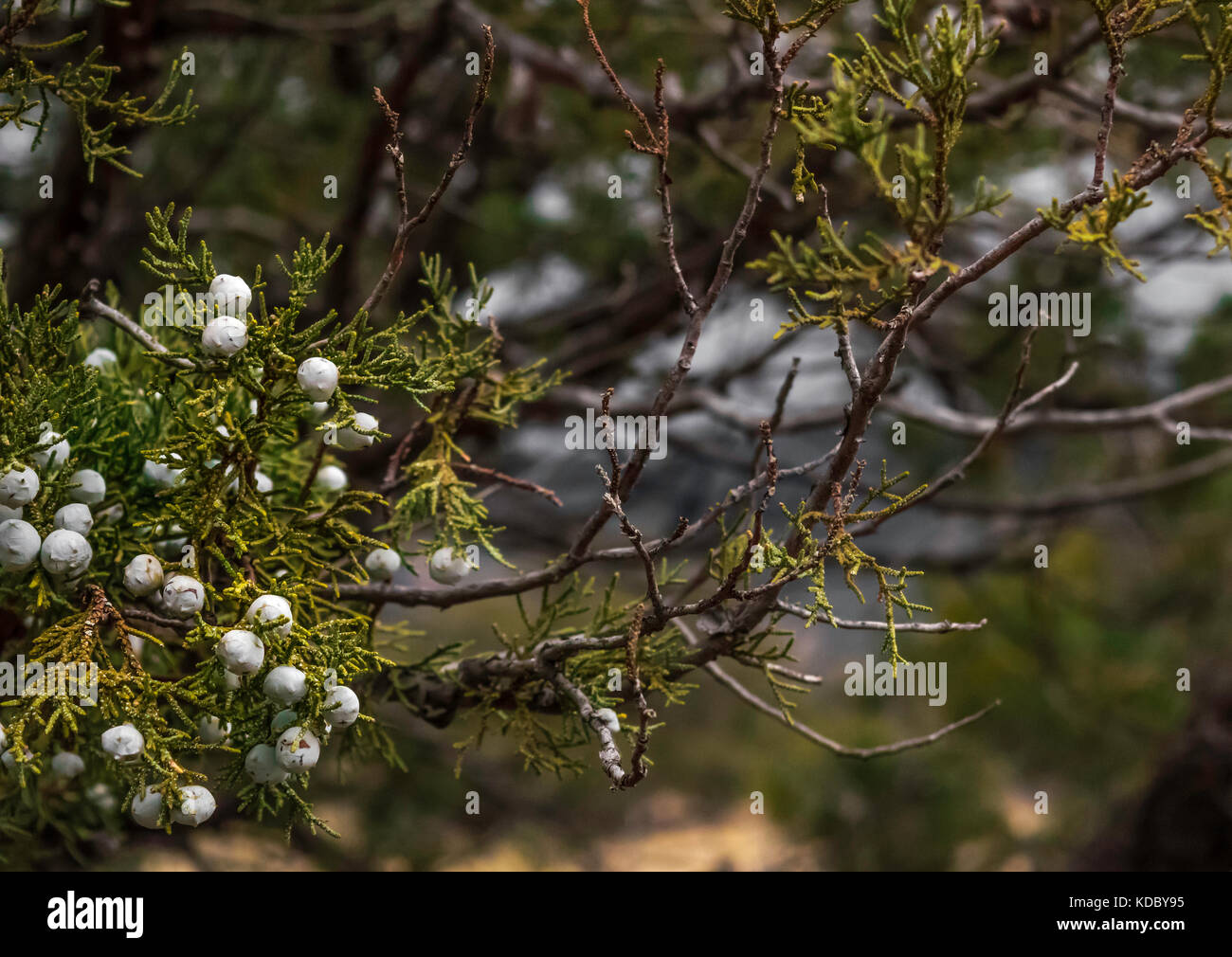 Mount Graham Arizona High Resolution Stock Photography and Images - Alamy