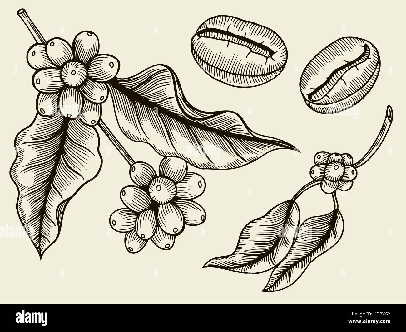 Jamaica coffee Stock Vector Images - Alamy