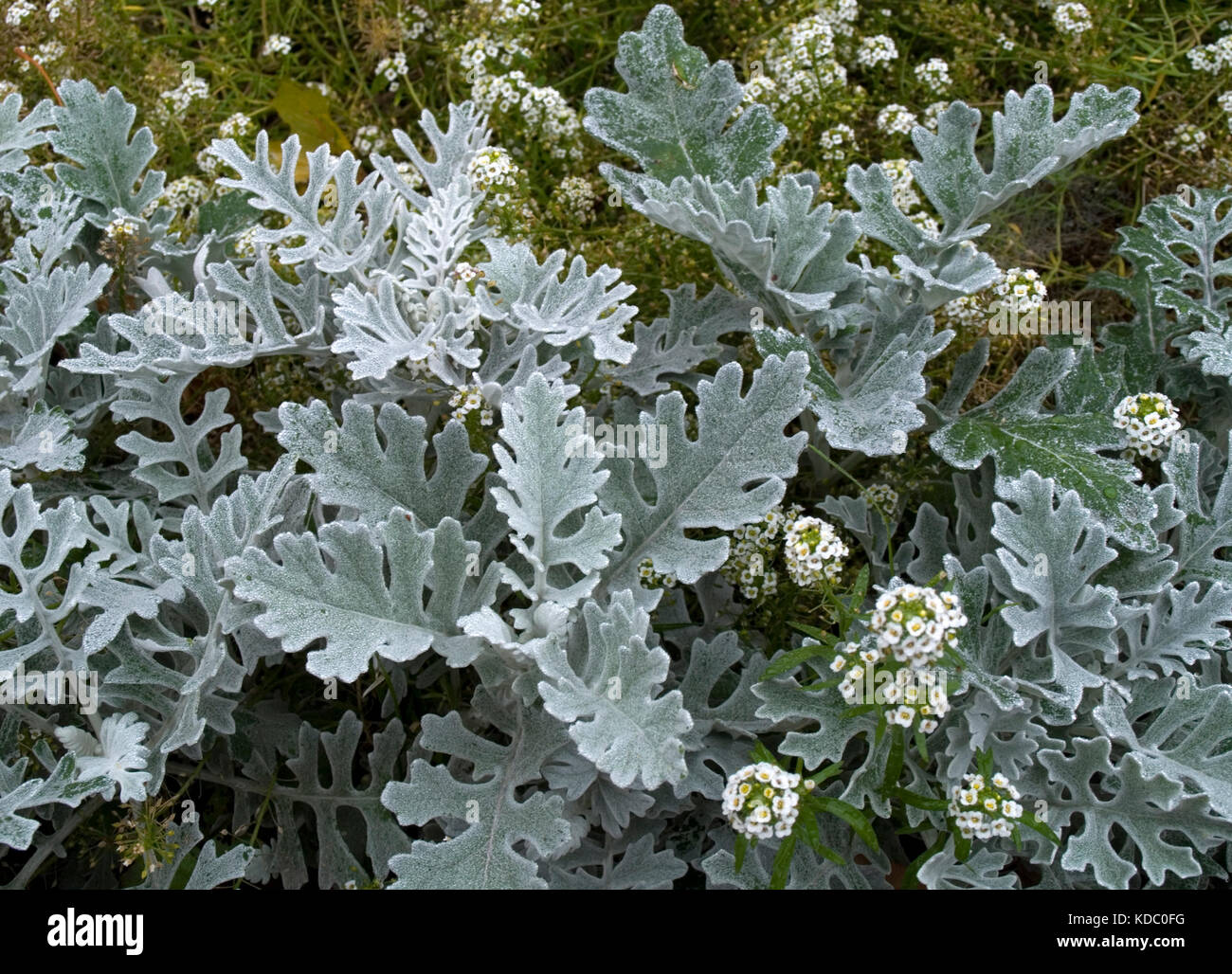 Senecio cineraria 'silverdust' hi-res stock photography and images - Alamy