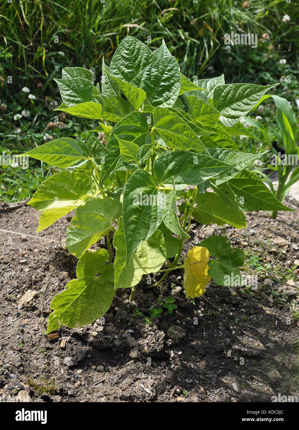 Young bush bean in vegatable garden Stock Photo - Alamy