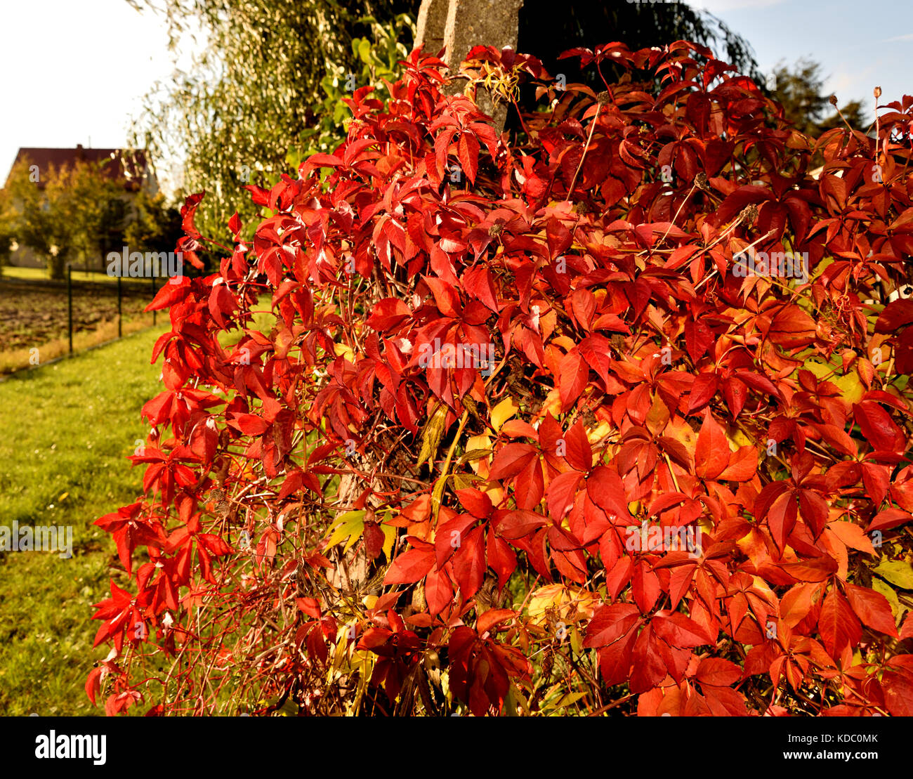 Virginia creeper garden hi-res stock photography and images - Alamy