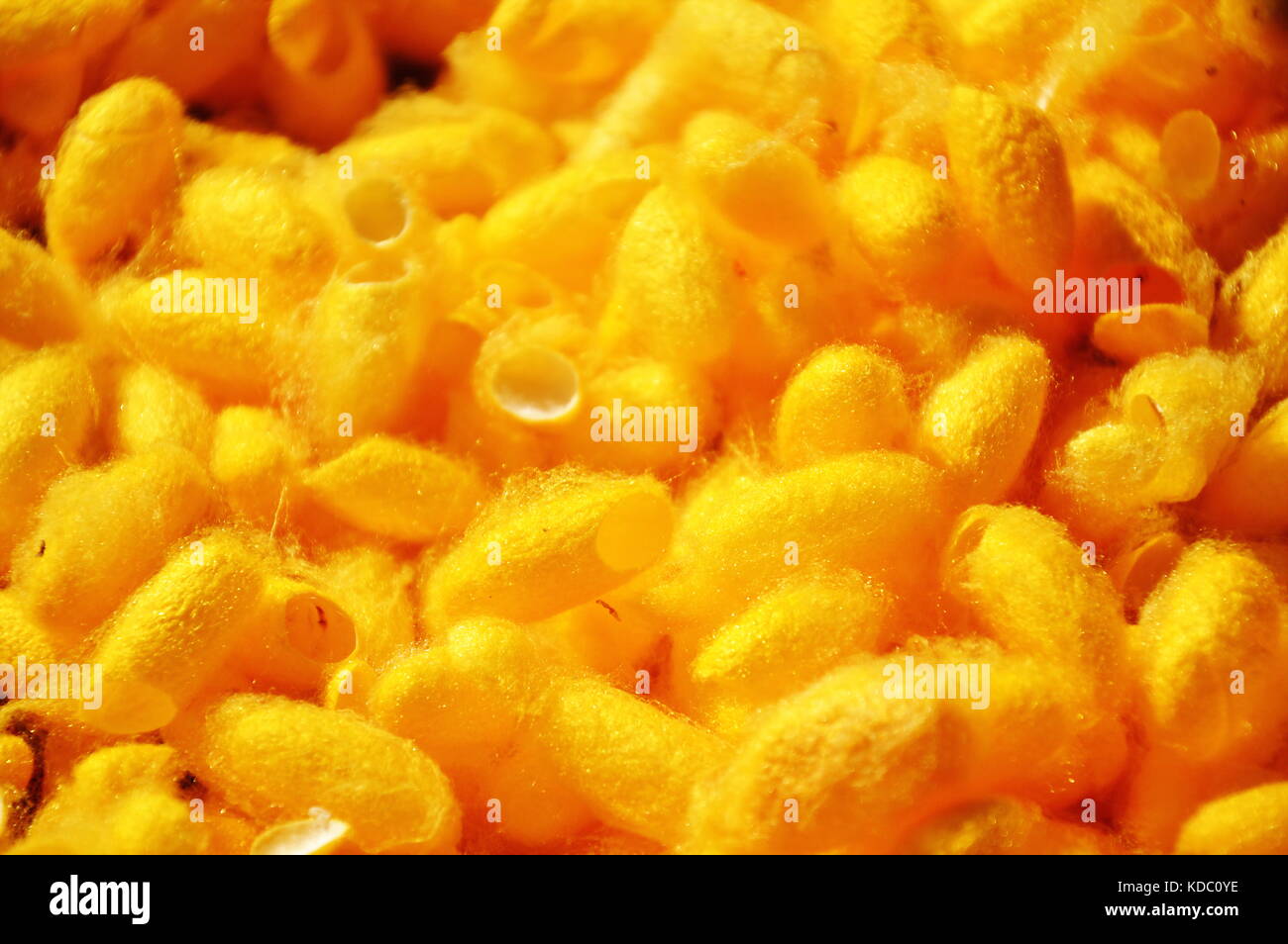 silk cocoon texture and background Stock Photo - Alamy