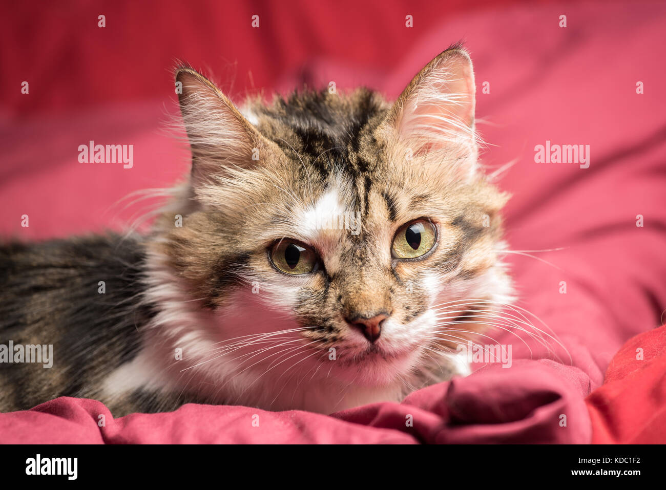 Male tabby cat hi-res stock photography and images - Alamy