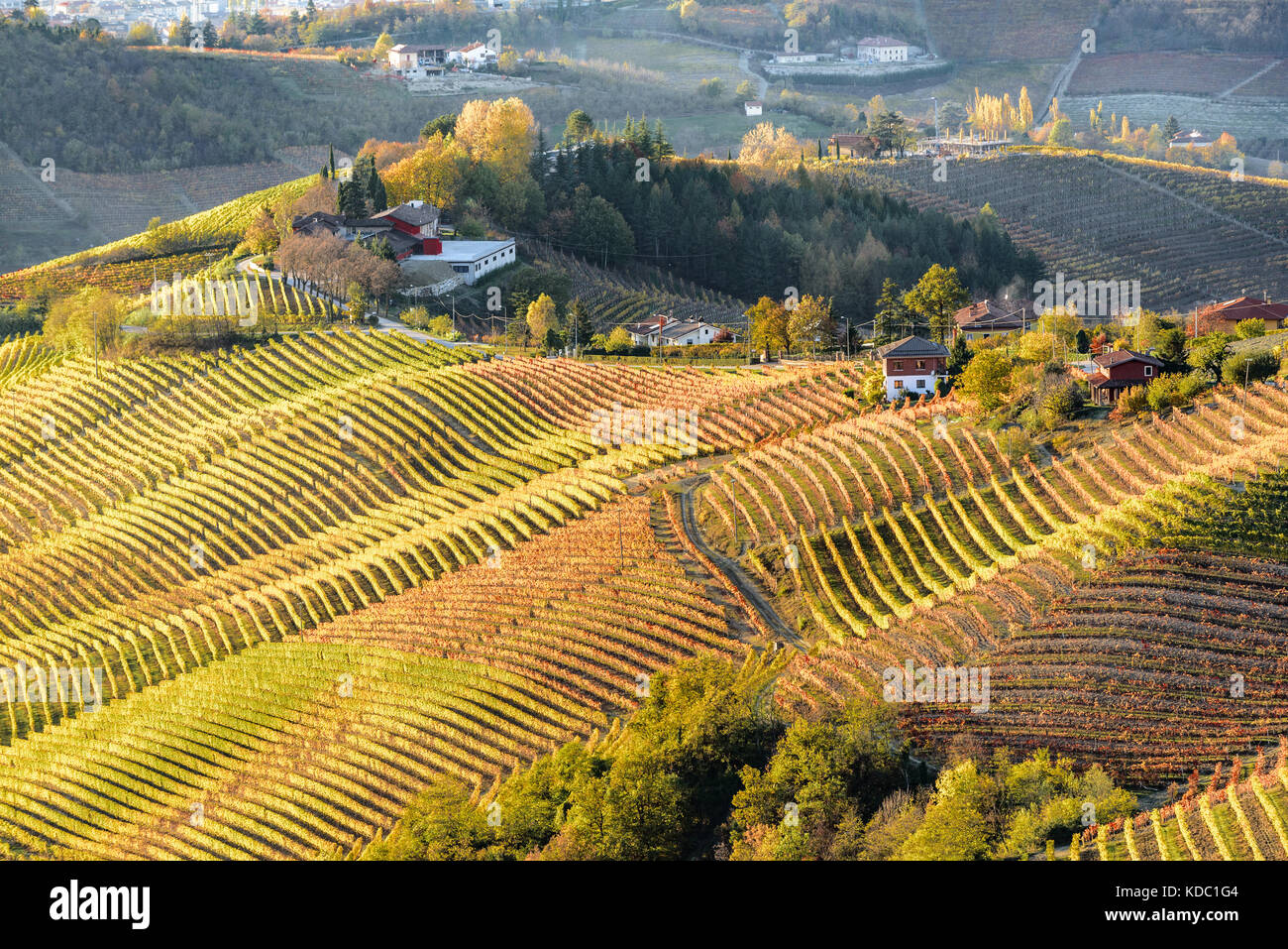 Autumn in northern italy region called langhe with colorful wineyards ...