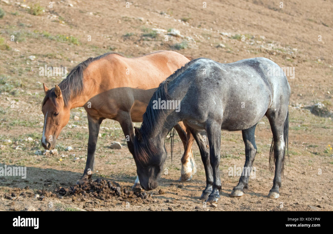 Chestnut Roan Horse