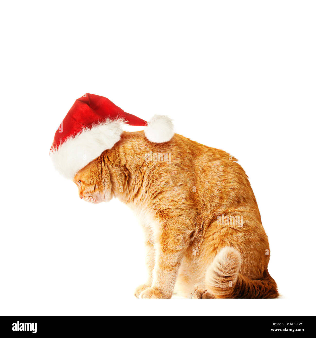 Big Orange Cat wearing Santa Hat Isolated on White Background Stock ...