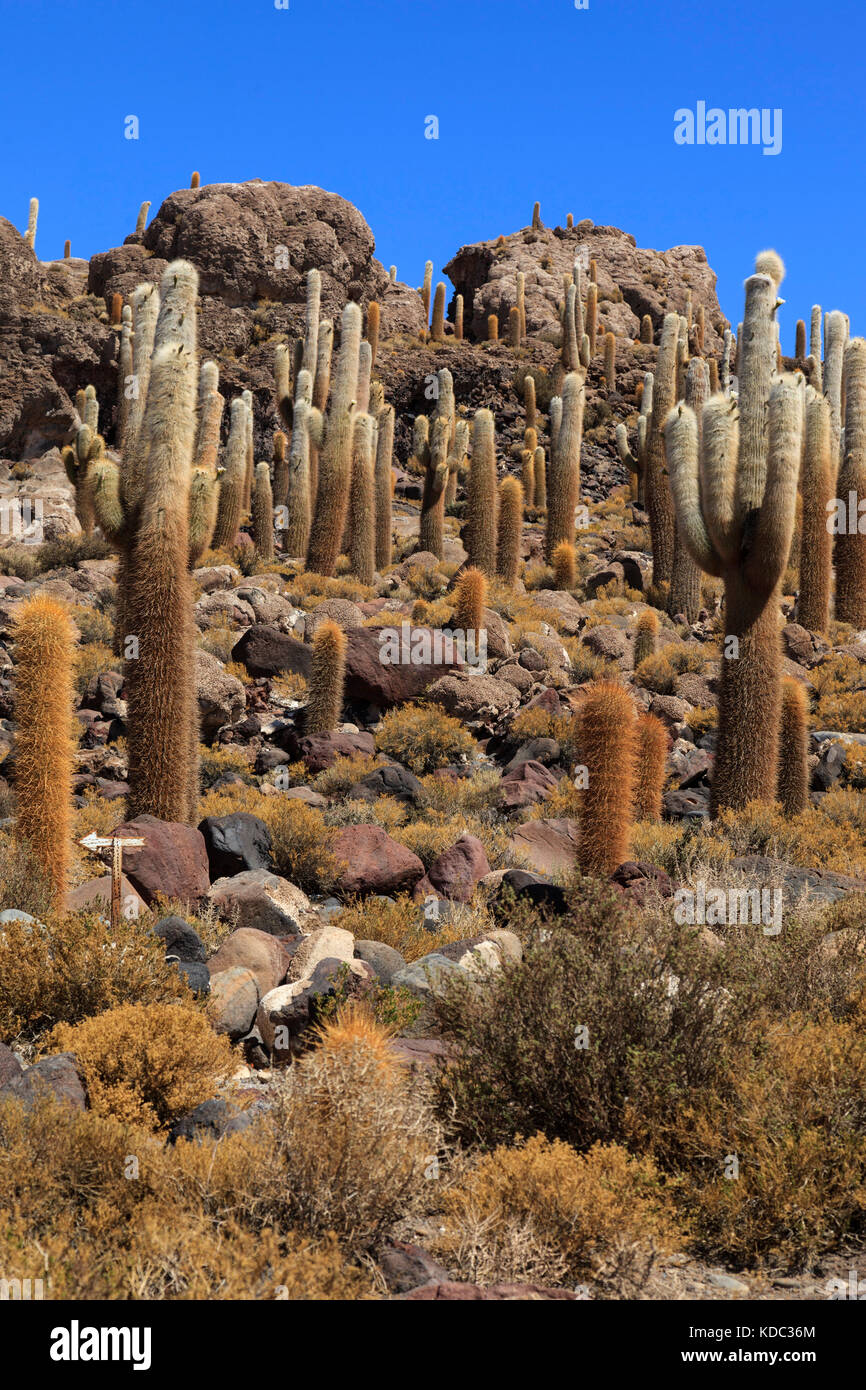 Large cacti on Isla Incahuasi, Inkawasi or Inka Wasi, island in the ...